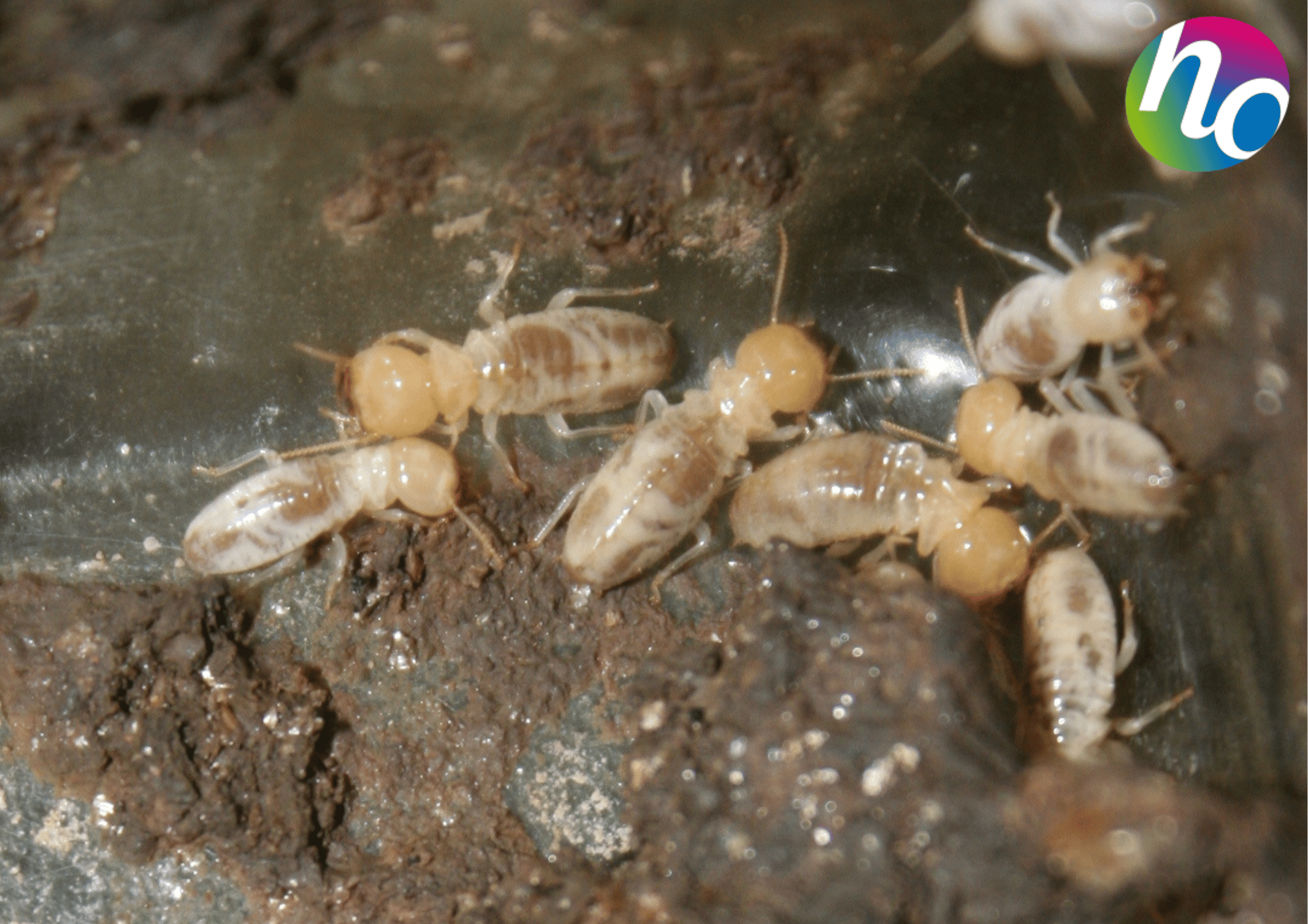 Tout savoir sur les termites : dangers, cycle de vie - Termite.paris